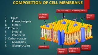 Plasma membrane and membrane transport | PPT