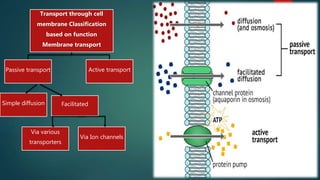 Plasma membrane and membrane transport | PPT