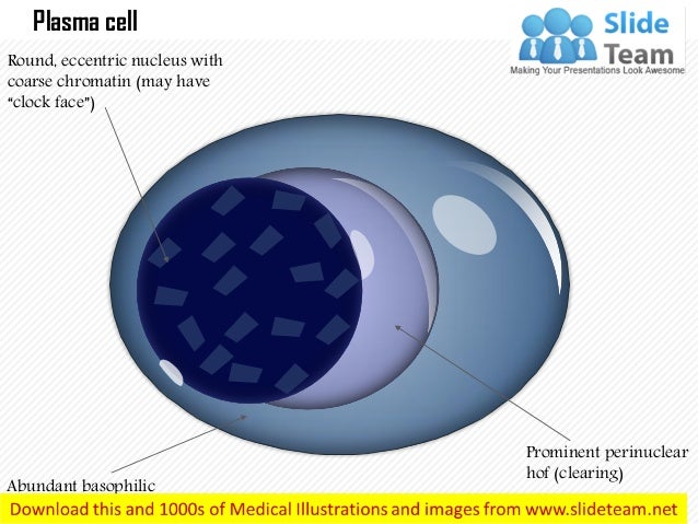 Plasma cell medical images for power point