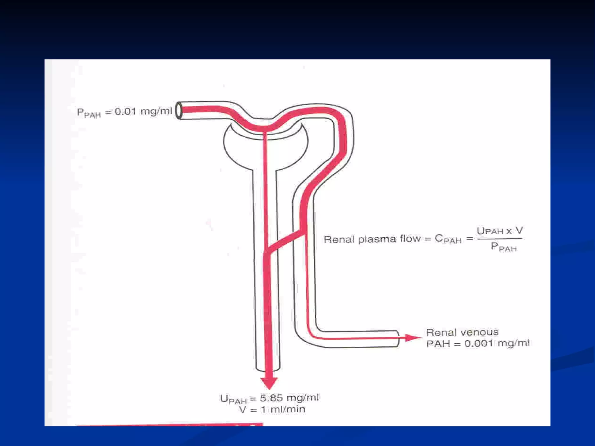 Urine formation Plasma clearance by Dr. Riffat | PPT