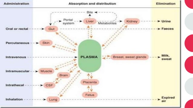 plasma half-life,Excretion and clearance of drugs by Dr.Zeeshan Saif | PPT