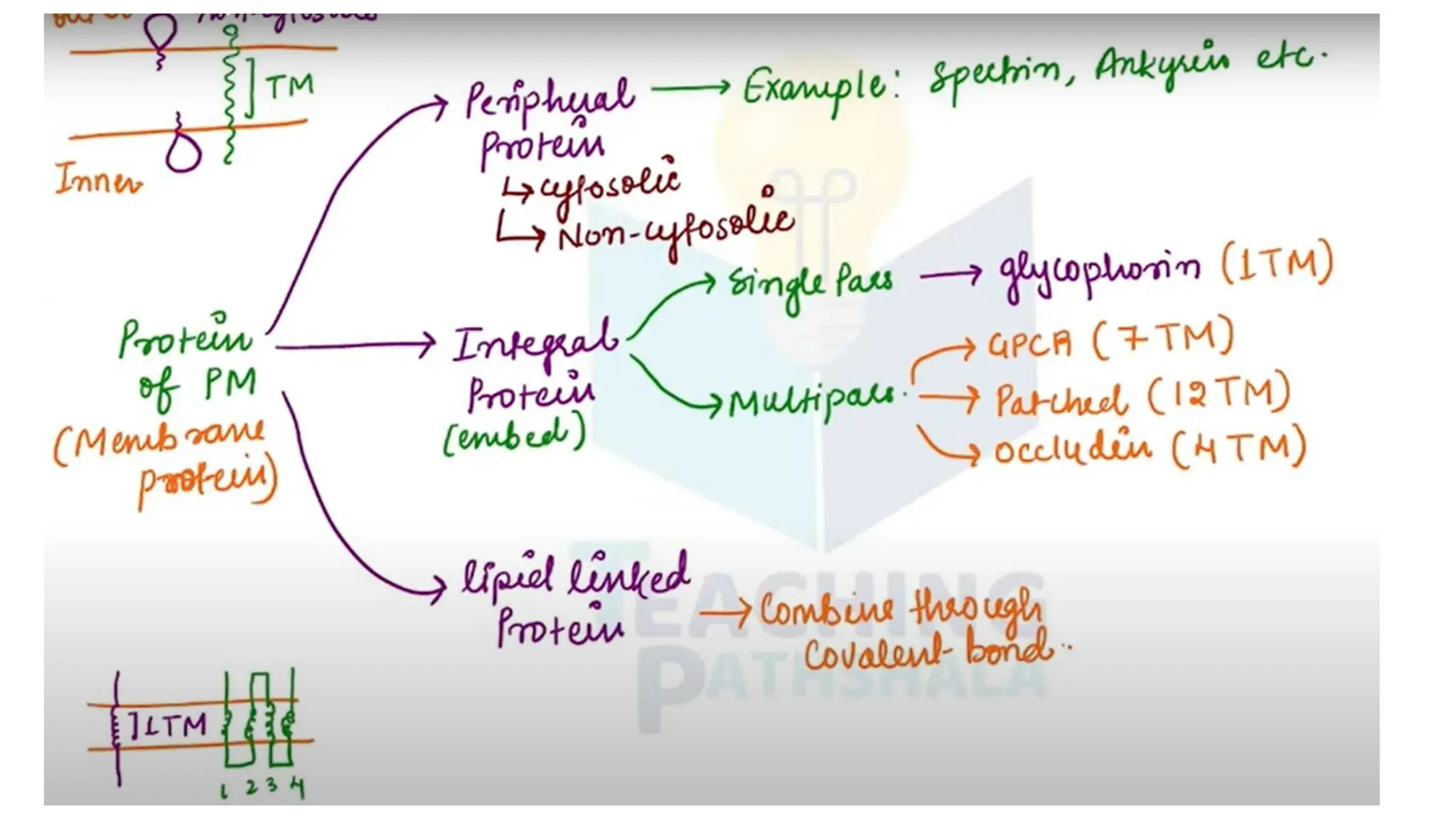 Plasma Membane.pptxPlasma Membane.pptxPlasma Membane.pptx