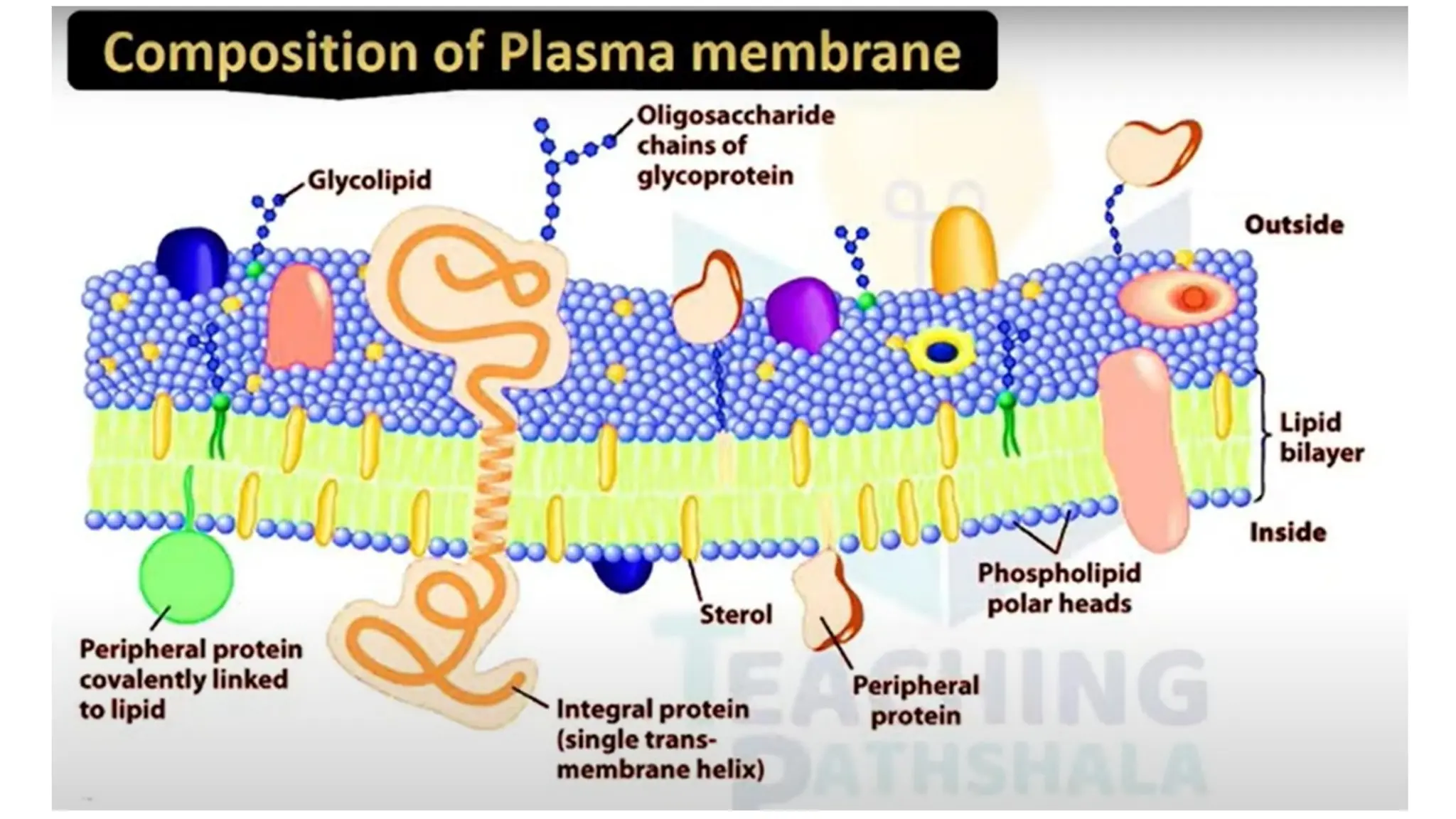 Plasma Membane.pptxPlasma Membane.pptxPlasma Membane.pptx