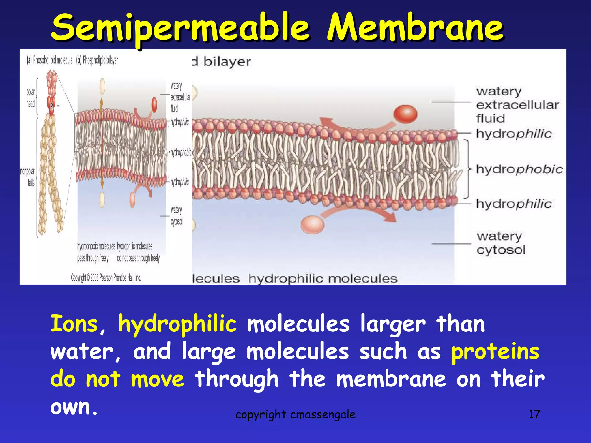 Plasma membrane | PPT