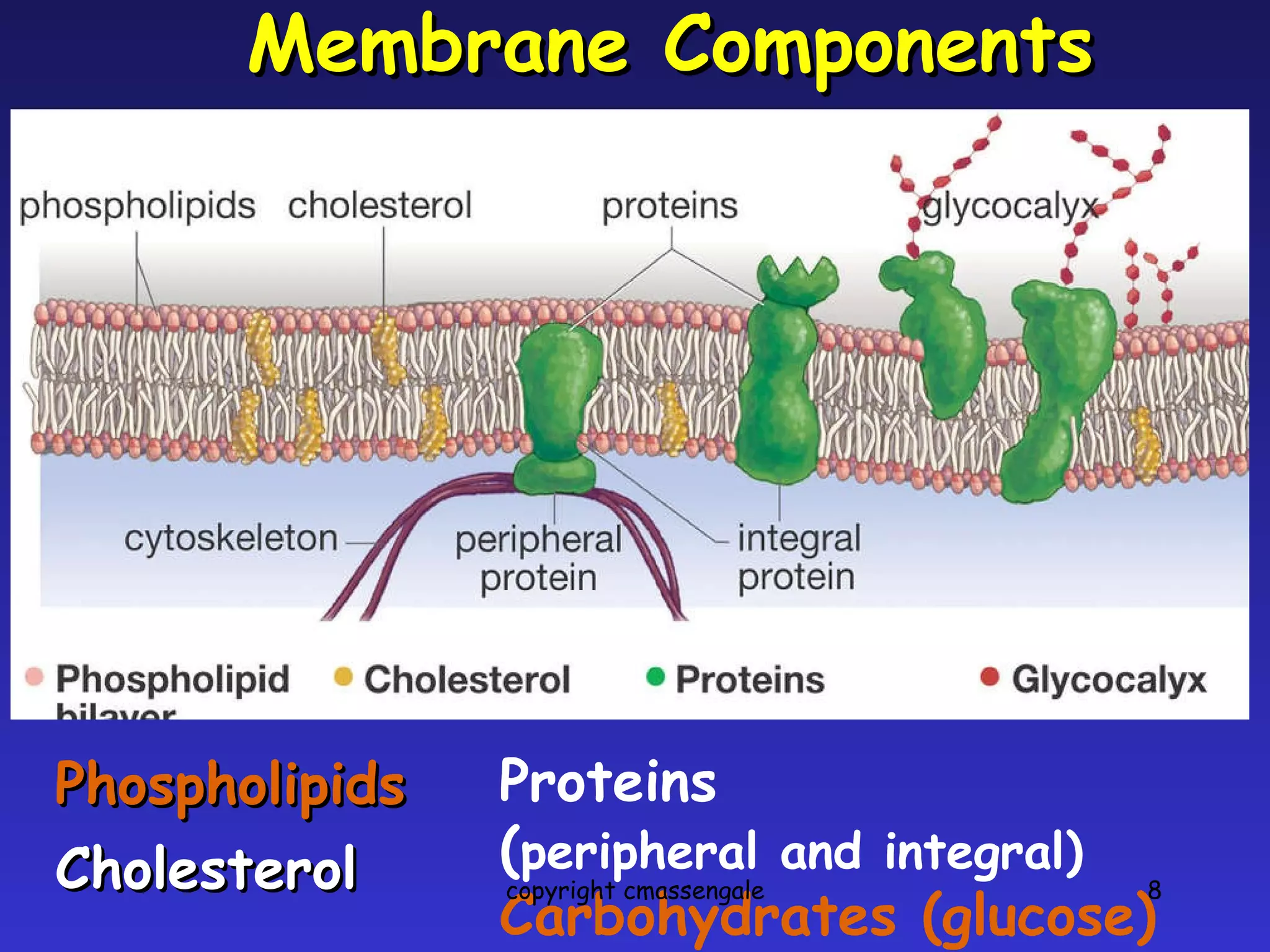 Plasma membrane | PPT
