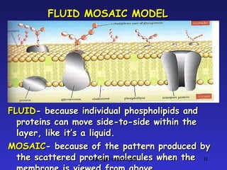Plasma membrane | PPT