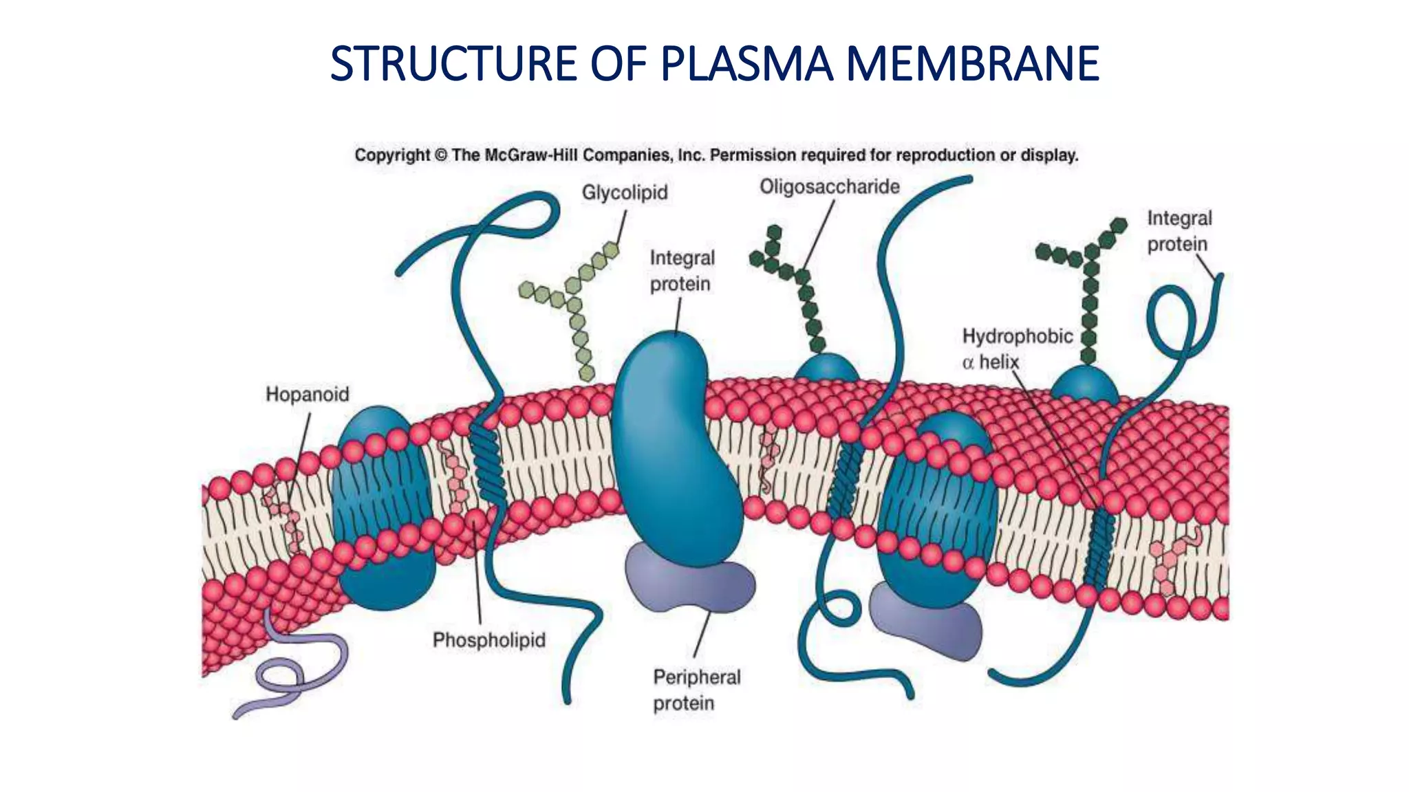 Plasma membrane by Moin Uddin (moin34567@gmail.com) | PPTX