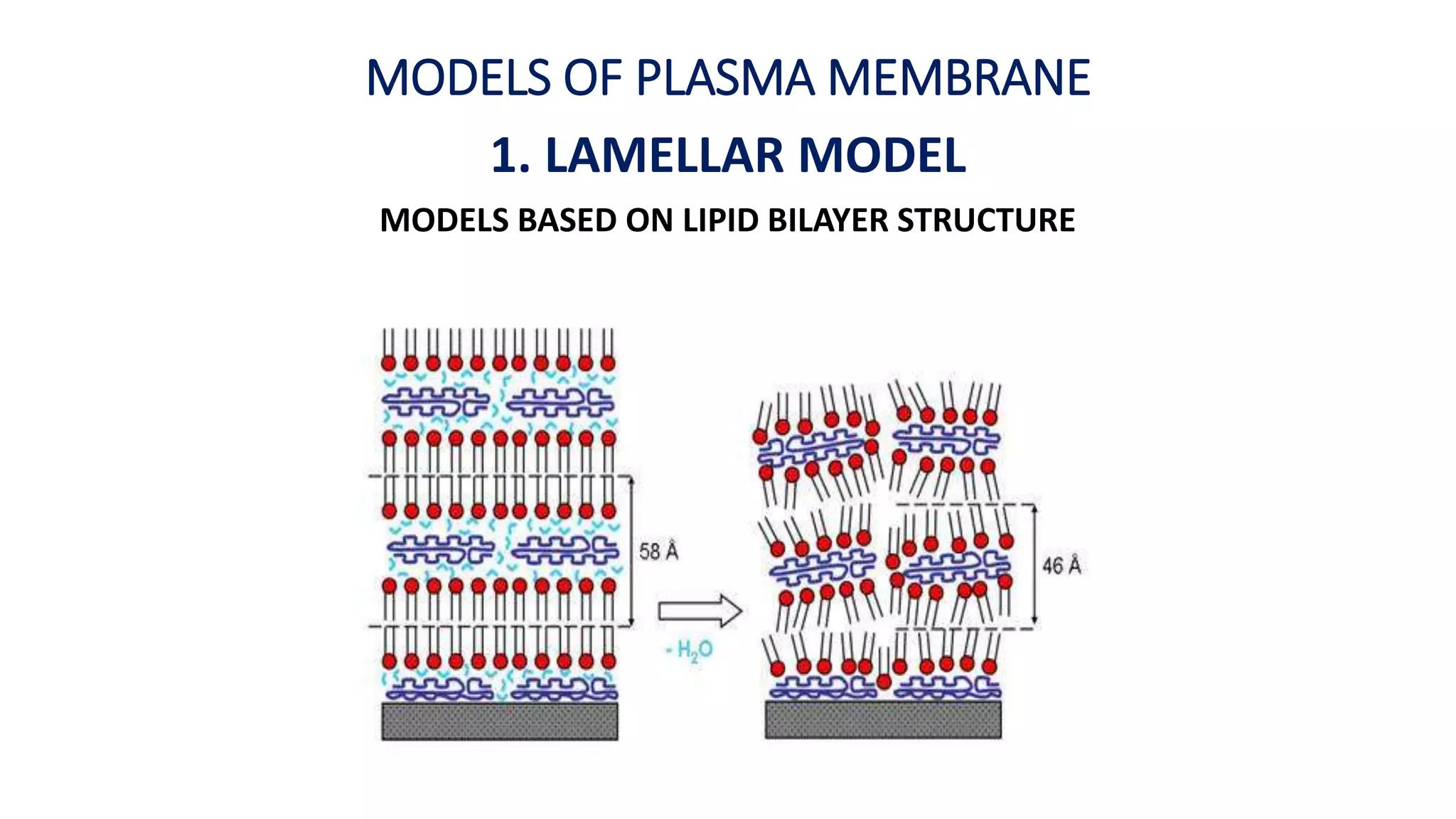 Plasma membrane by Moin Uddin (moin34567@gmail.com) | PPTX