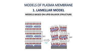 Plasma membrane by Moin Uddin (moin34567@gmail.com) | PPT