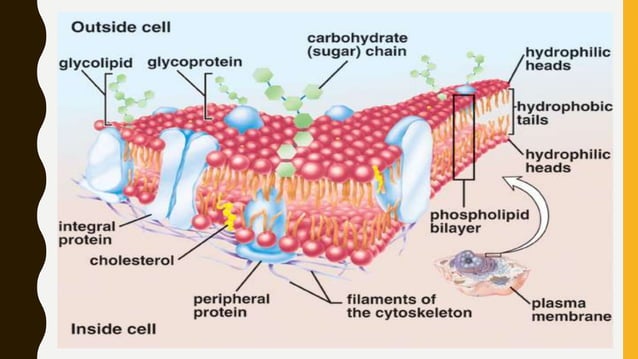 Plasma membrane | PPTX