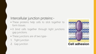 Plasma membrane | PPTX