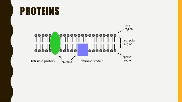 Plasma membrane