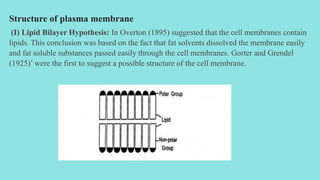 Plasma membrane | PPTX | Chemistry | Science