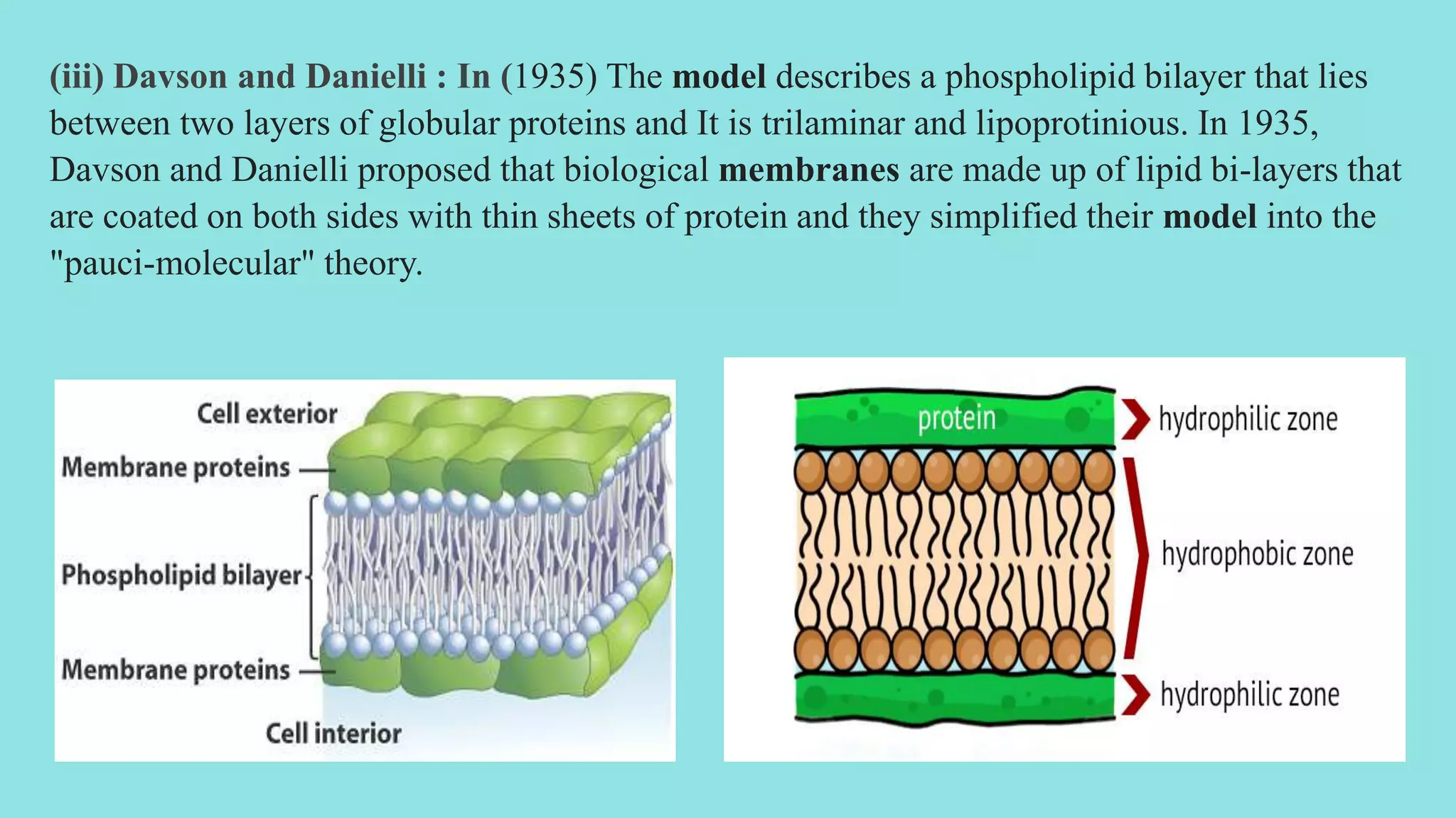 Plasma membrane | PPTX