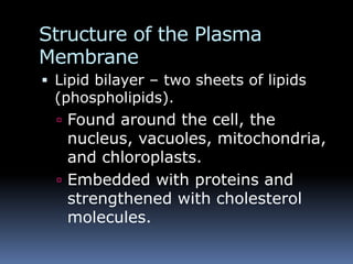 Plasmamembrane | PPT