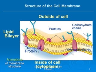 Plasma membrane | PPT