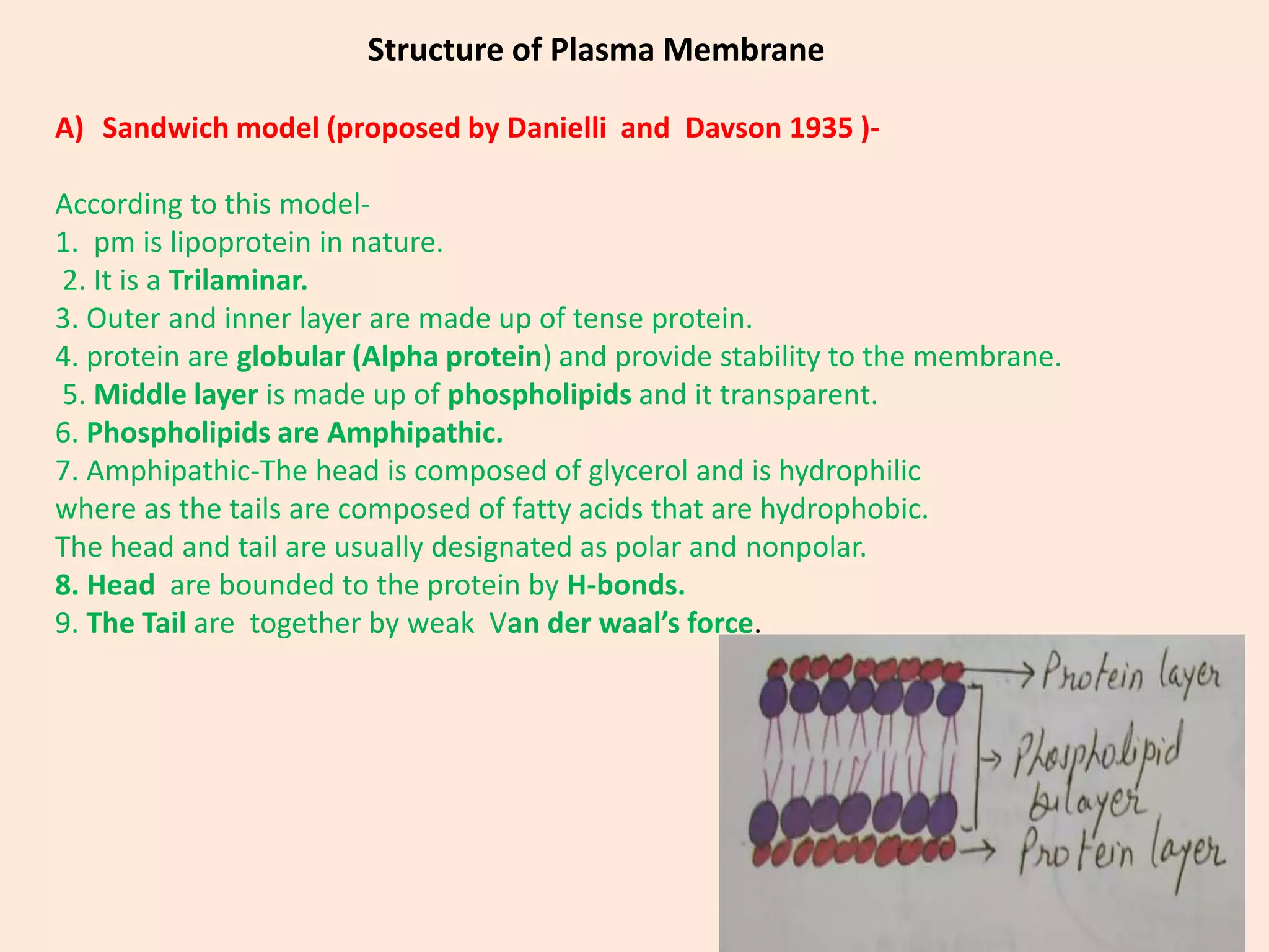 Plasma membrane | PPT
