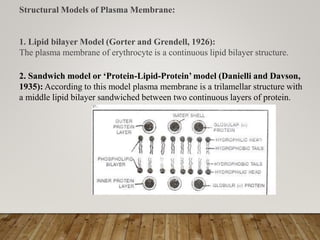Plasma membrane | PPT