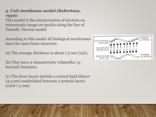 Plasma membrane | PPT