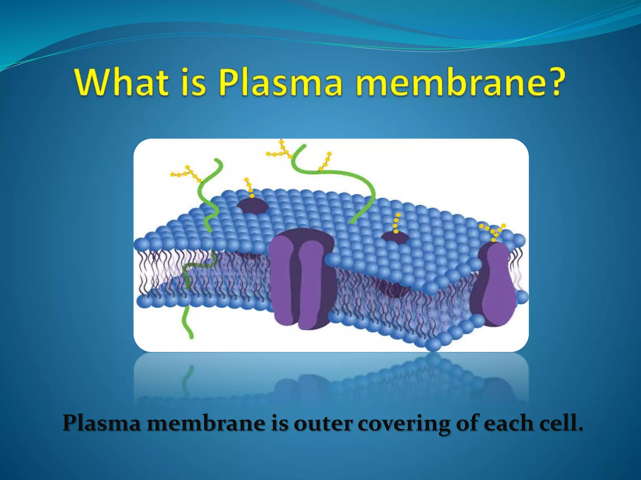 Plasma membrane | PPT
