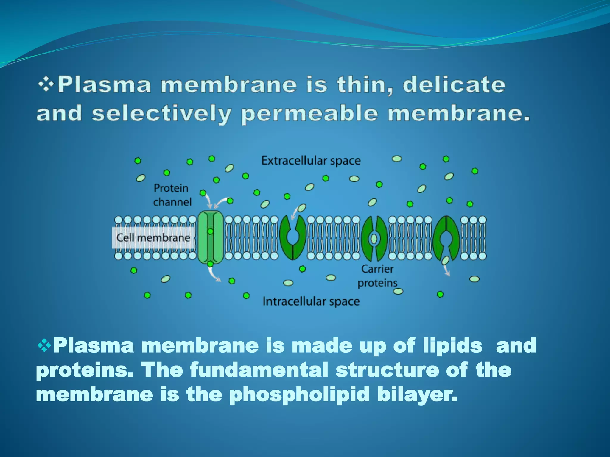 Plasma membrane | PPT
