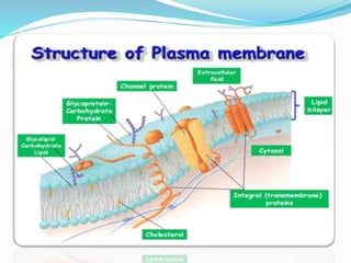 Plasma membrane | PPT
