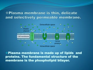 Plasma membrane | PPT
