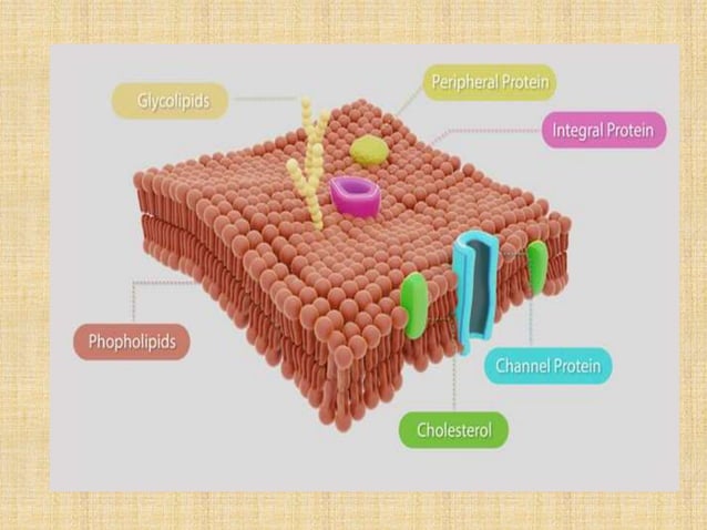 PLASMA MEMBRANE.pptx