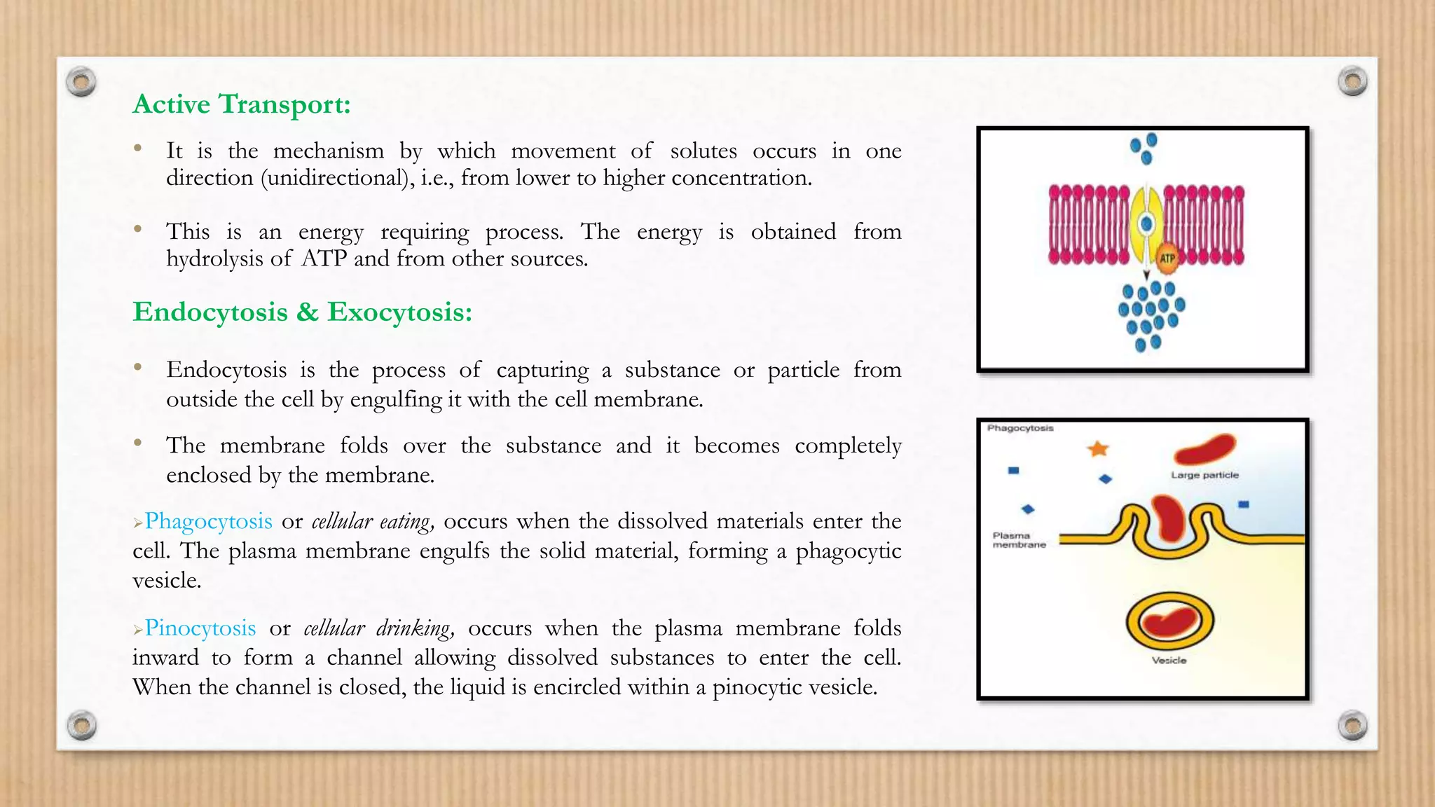 Plasma membrane.pptx