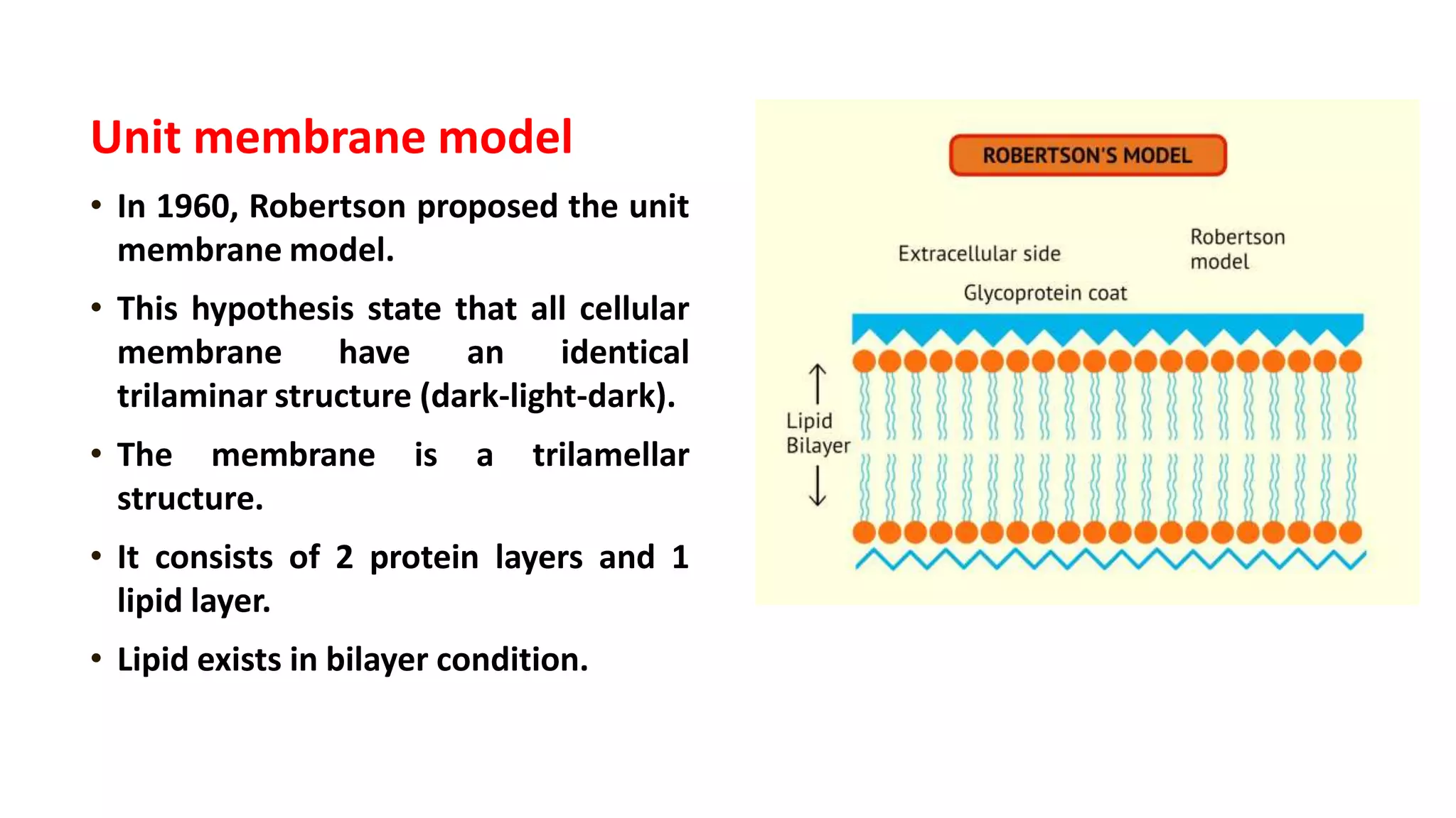 plasmamembrane.pptx