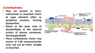 plasmamembrane.pptx