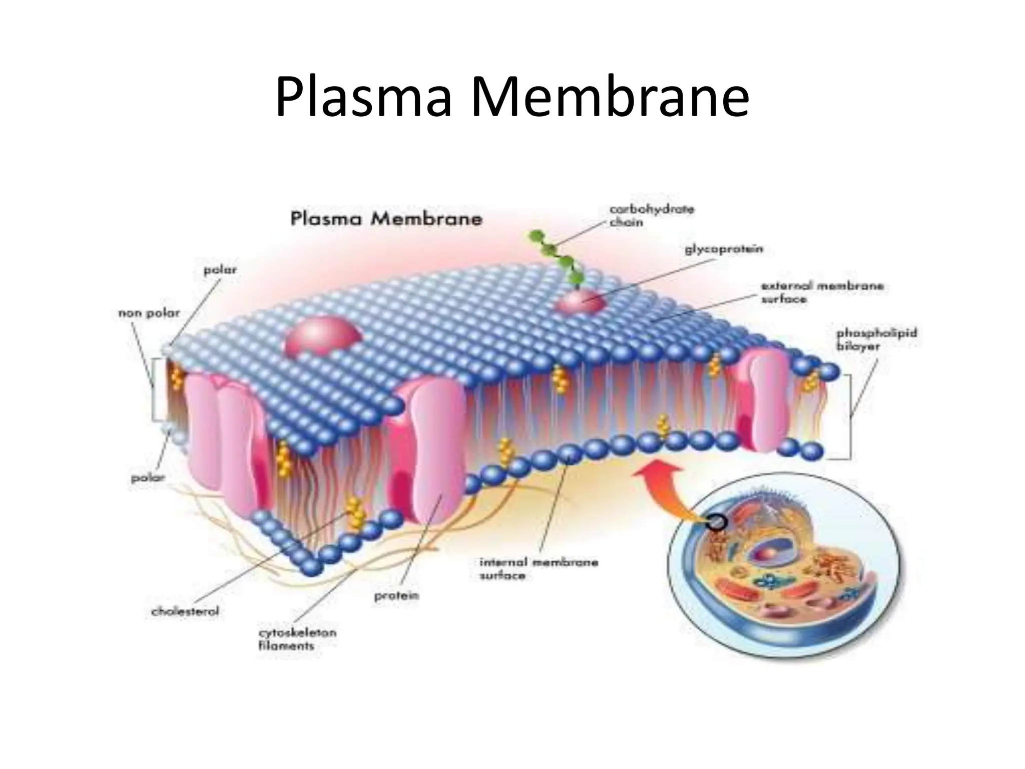 plasma membrane.pptx