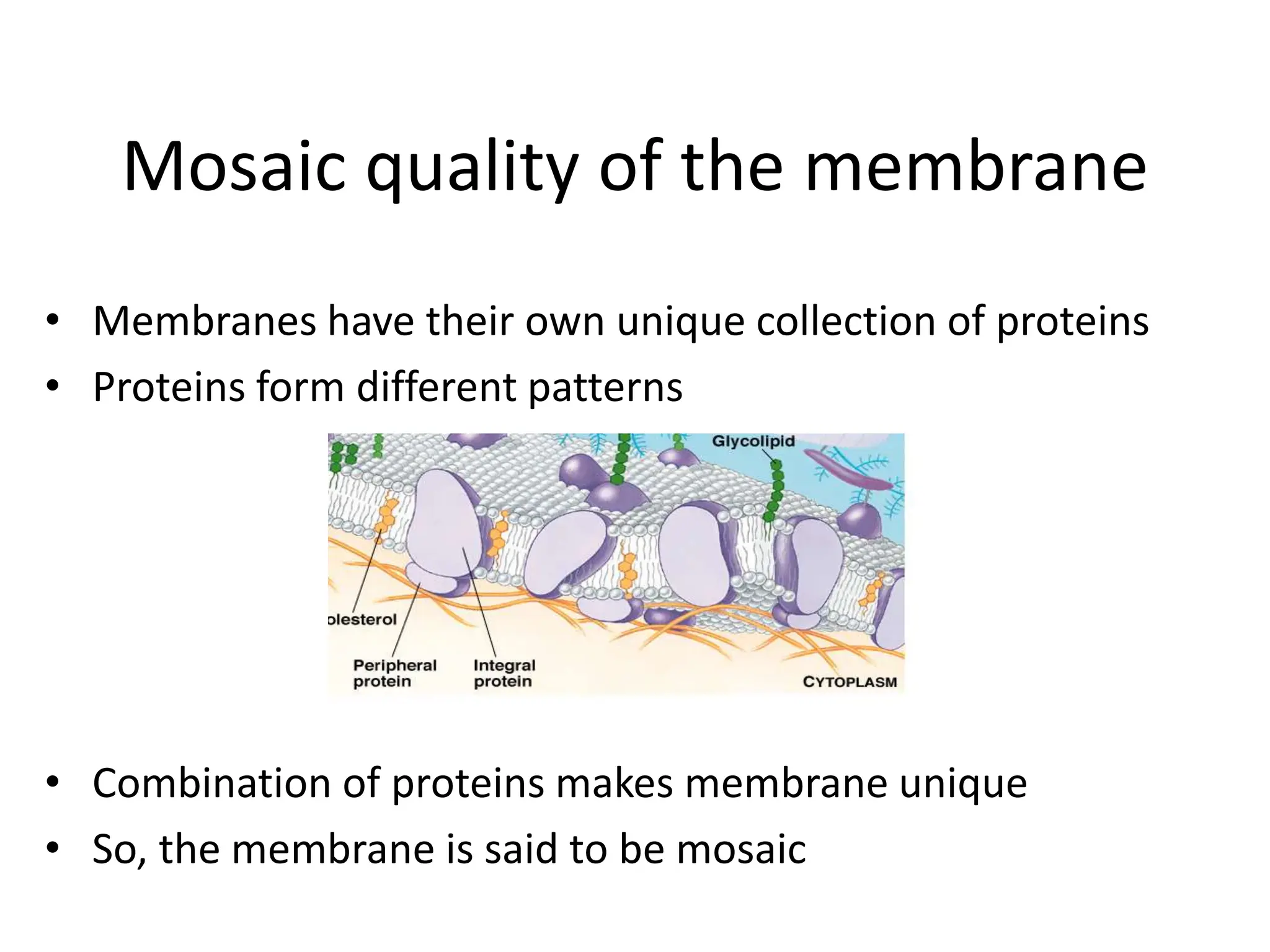 plasma membrane.pptx