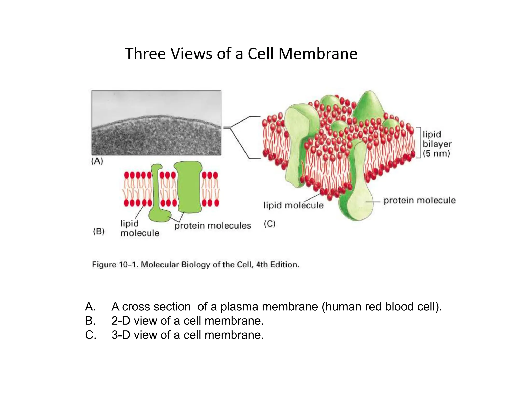 plasma membrane.pptx