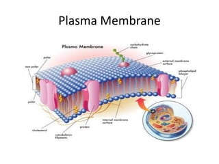 plasma membrane.pptx