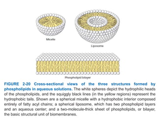 plasma membrane.pptx