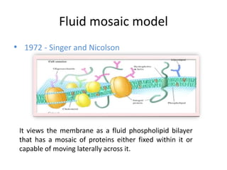 plasma membrane.pptx