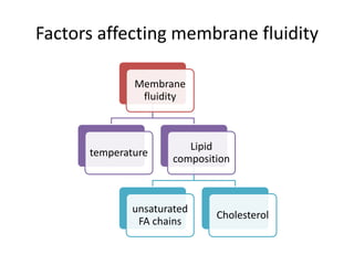 plasma membrane.pptx