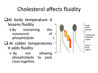 plasma membrane.pptx