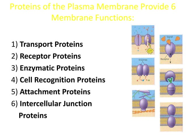 plasma membrane.pptx
