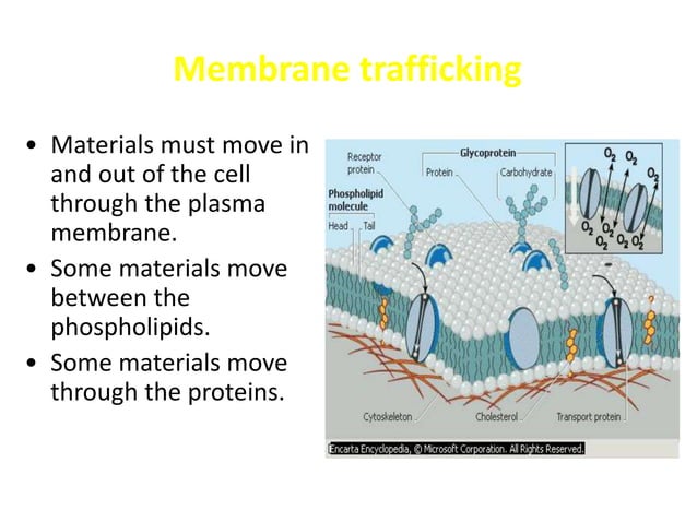 plasma membrane.pptx