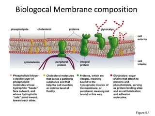 plasma membrane.pptx