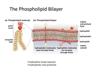 plasma membrane.pptx