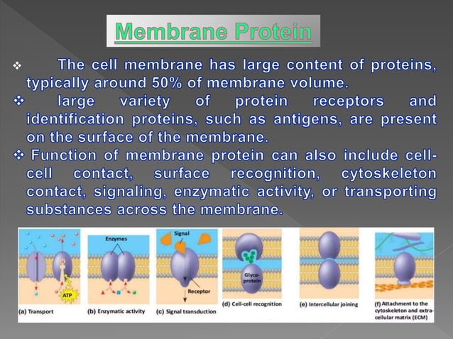 plasma membrane FUNCTION AND STUCTURE..pptx