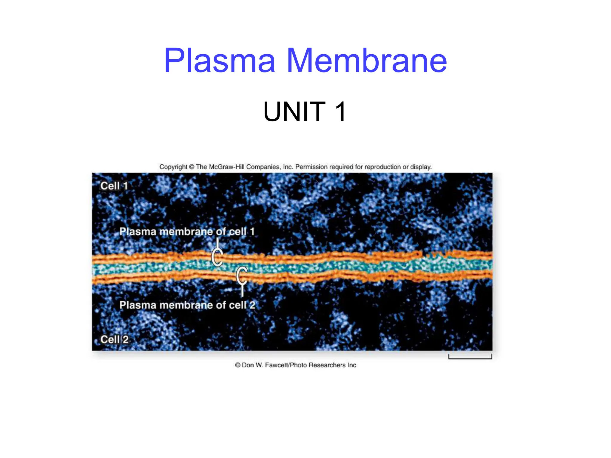 Details on the cell or Plasma membrane .ppt