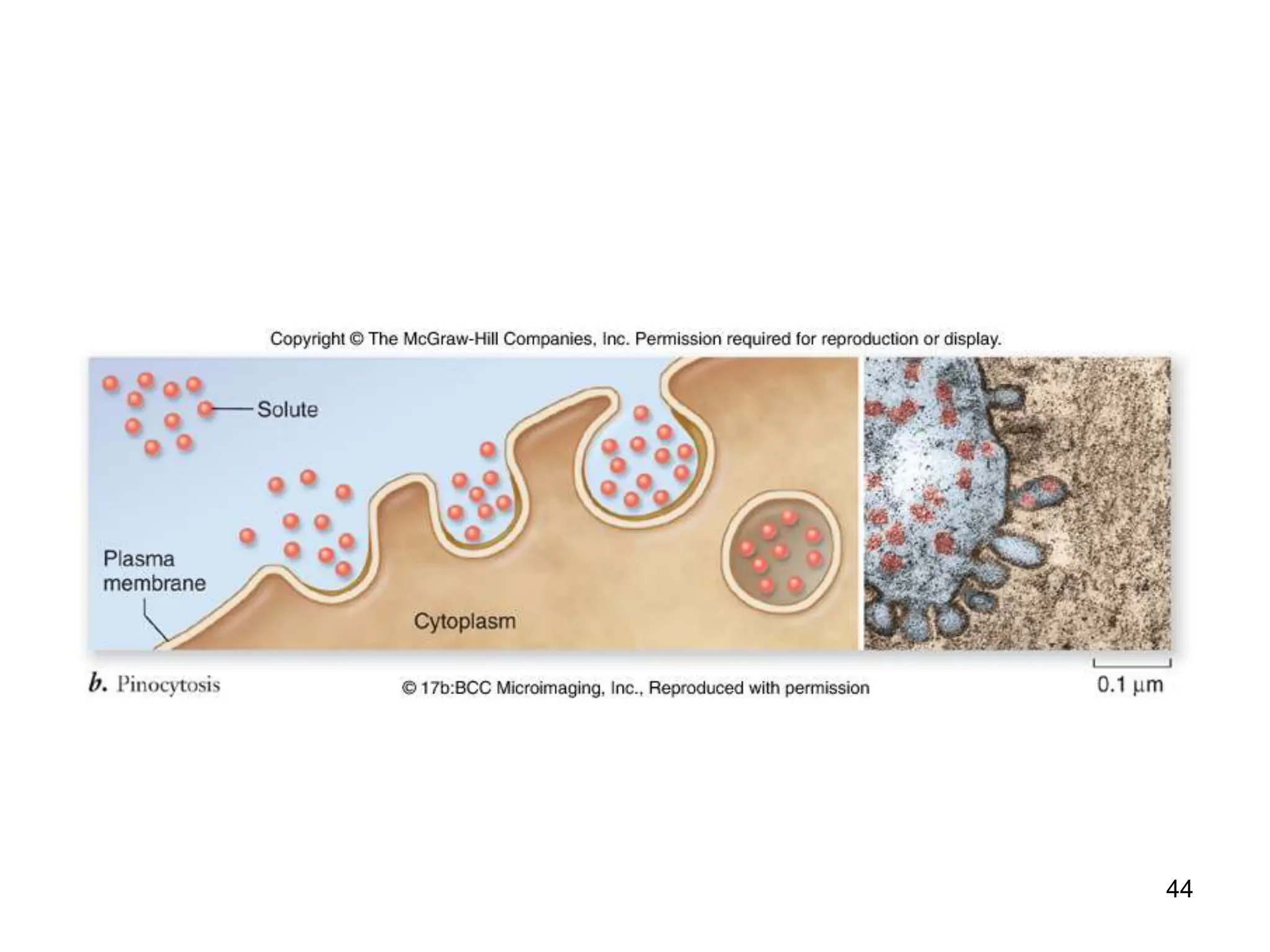Details on the cell or Plasma membrane .ppt