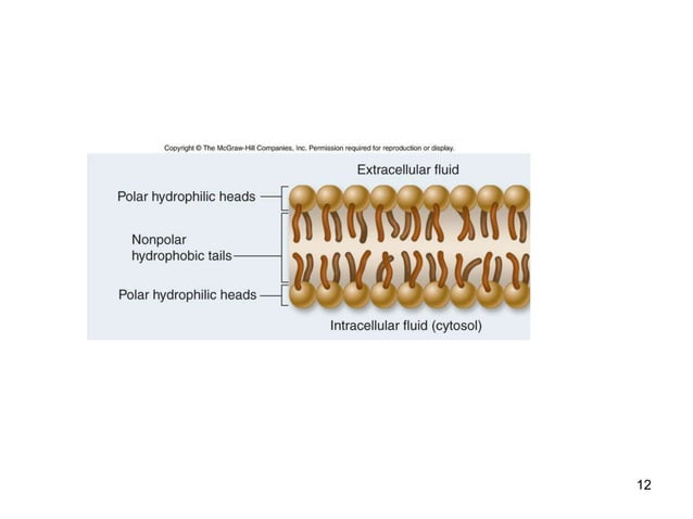 Details on the cell or Plasma membrane .ppt
