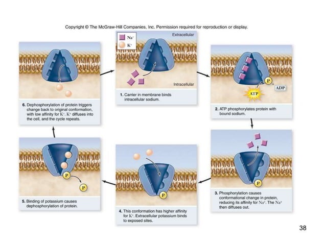 Details on the cell or Plasma membrane .ppt