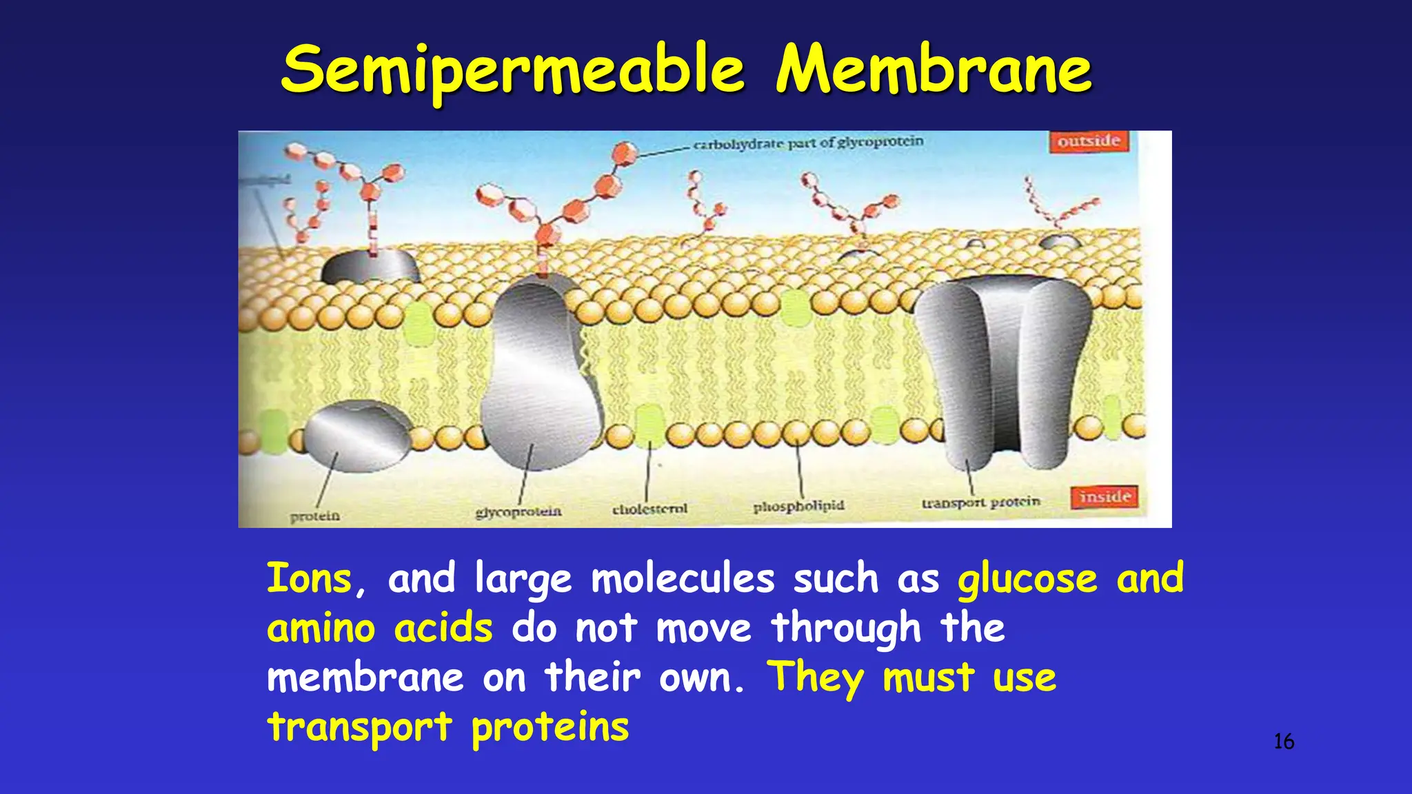 Plasma Membrane or Cell Membrane (Outer Layer in Animal Cells) | PPTX