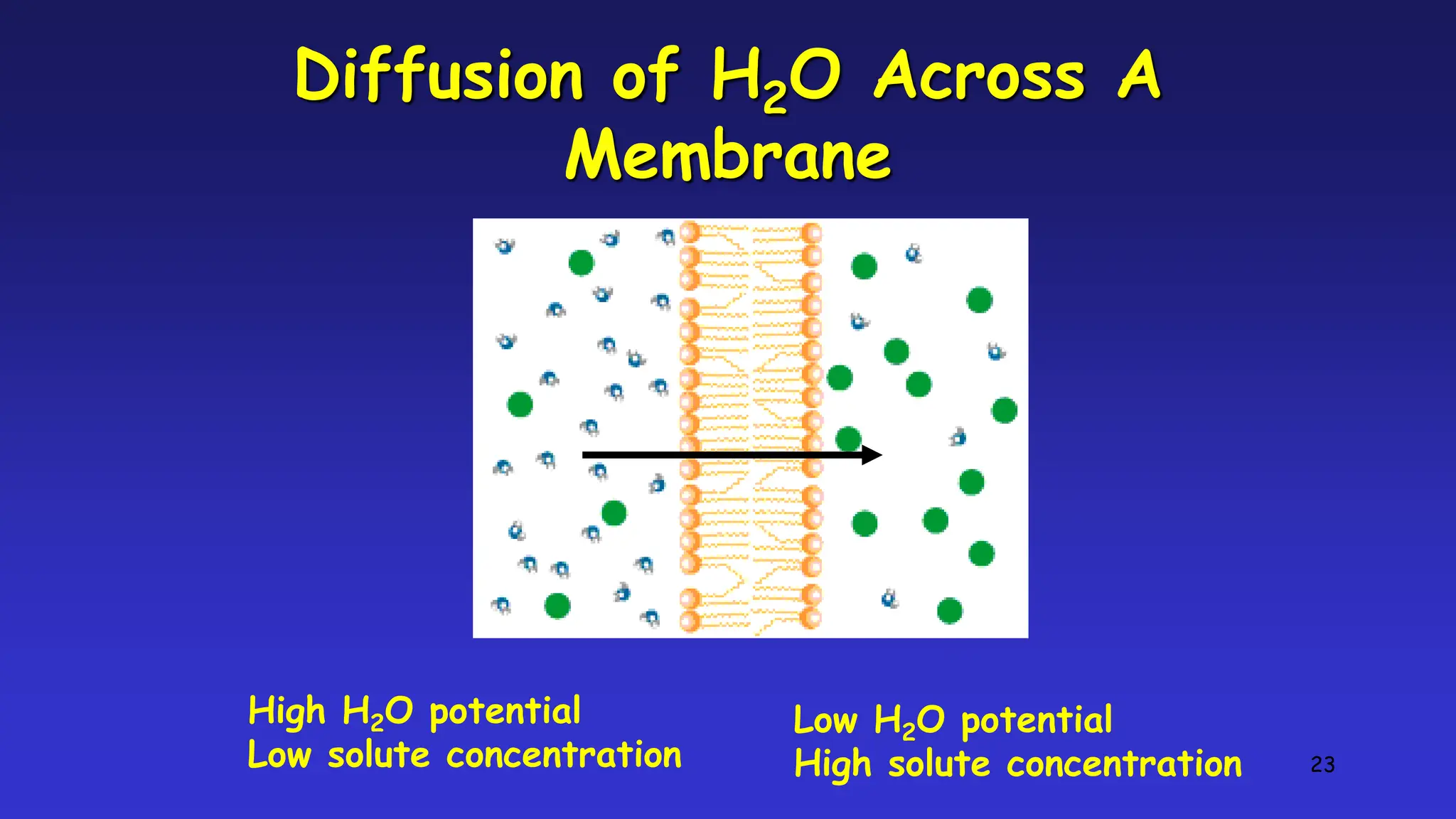 Plasma Membrane or Cell Membrane (Outer Layer in Animal Cells) | PPTX